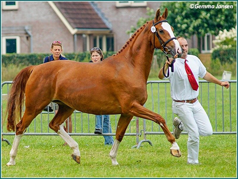 Gelderse hengst Wilson komend dekseizoen beschikbaar • Bokt.nl