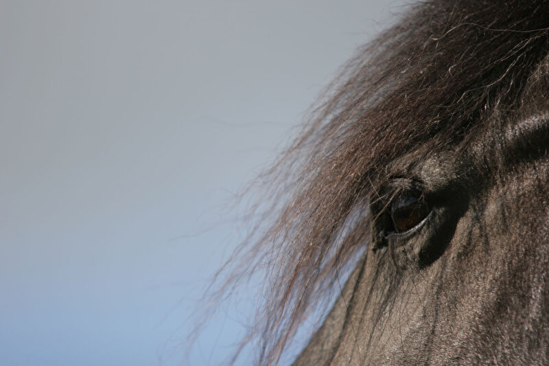 Man aangehouden ivm mishandeling en ontucht pony • Bokt.nl