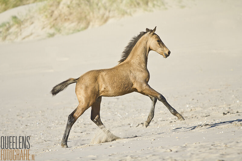Be Brave CZ, 2 maanden oud en nu al op het strand • Bokt.nl