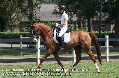 Spring hengst voor Romantico II x Inferno merrie • Bokt.nl