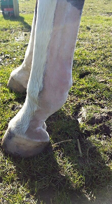 peesschede ontsteking, ik weet het niet meer.. • Bokt.nl