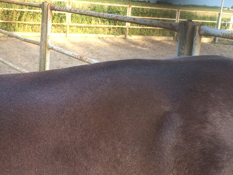 Bult op rug, welke stappen ondernemen?? • Bokt.nl