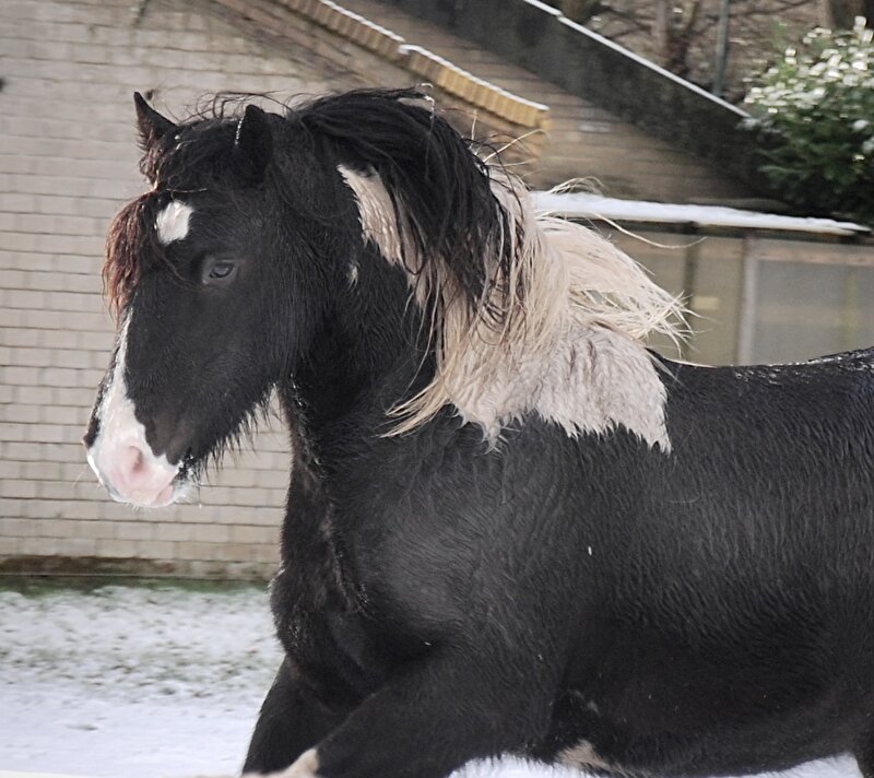 Winterse plaatjes • Bokt.nl