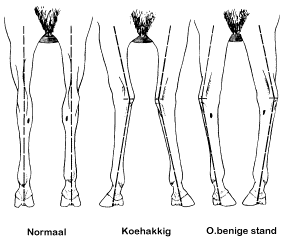X benen, Franse stand en rare knak? • Bokt.nl