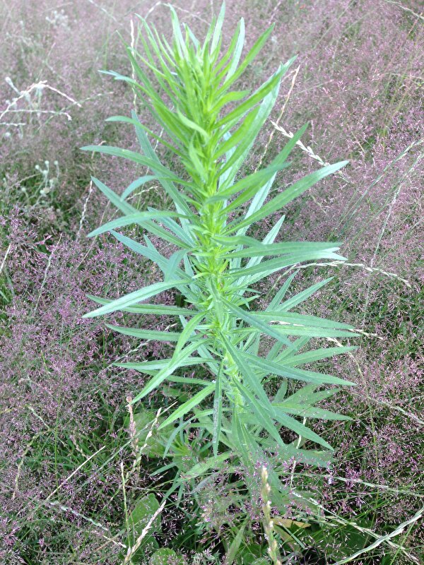 zijn deze onkruiden gevaarlijk in hooi? Er staat veel van. • Bokt.nl