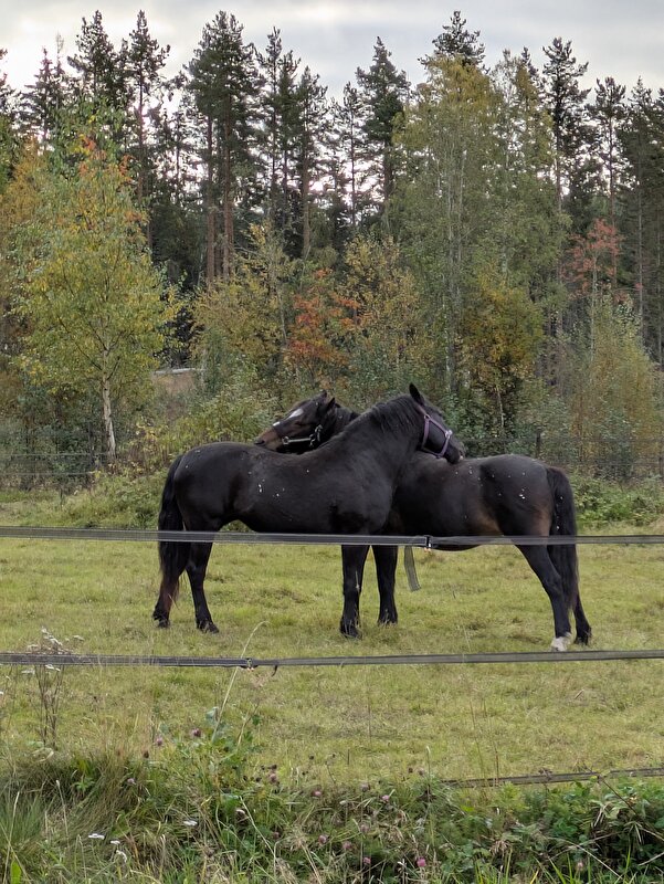 Show je koudbloed paard! • Bokt.nl