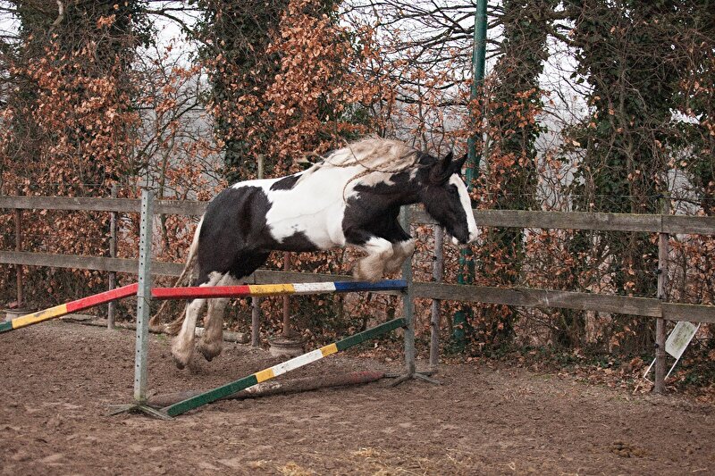 [TI] [FOTO]springende tinkers • Bokt.nl