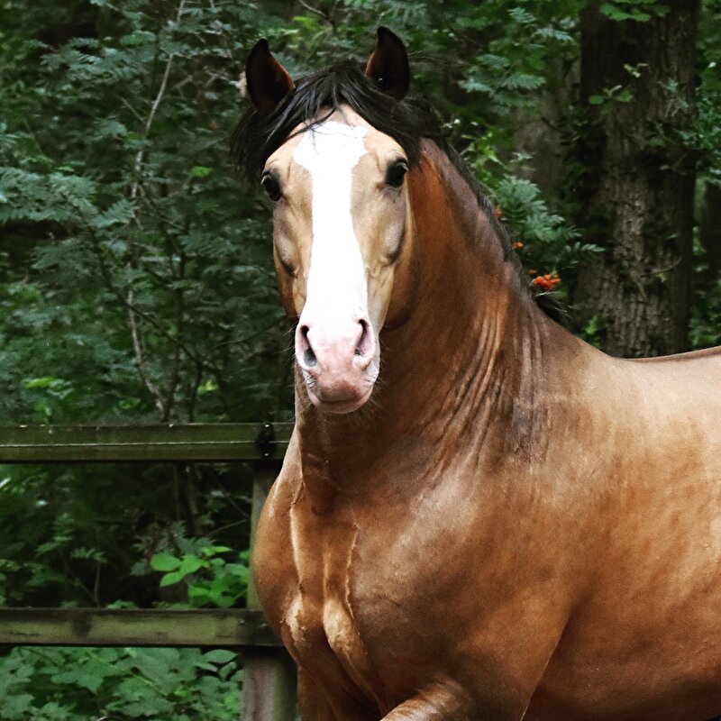 Het doorgeefstokje van juli 2023: Jessix • Bokt.nl