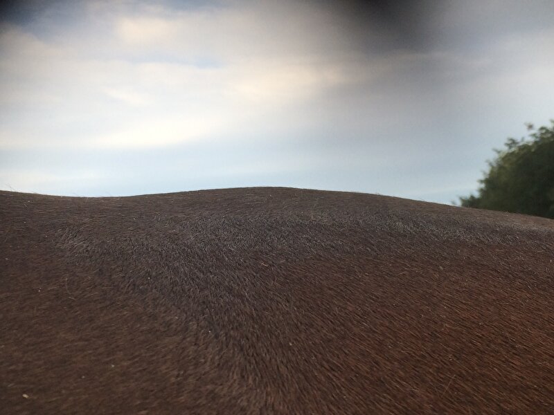 Bult op rug, welke stappen ondernemen?? • Bokt.nl