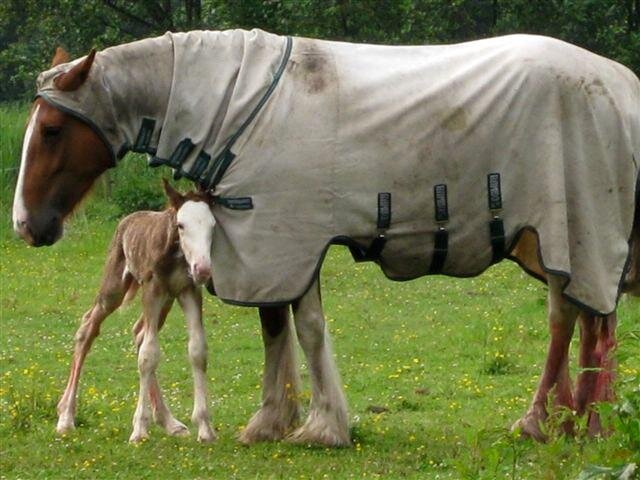 Deken zogende merrie • Bokt.nl