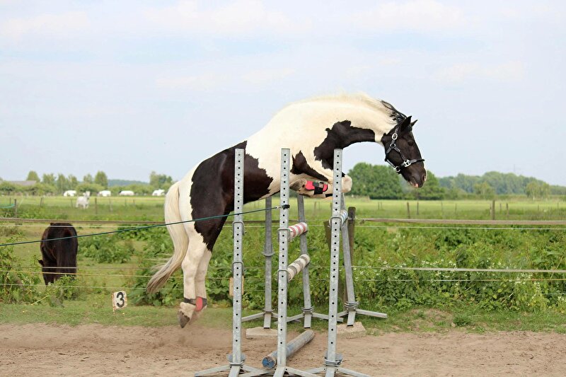 [TI] [FOTO]springende tinkers • Bokt.nl