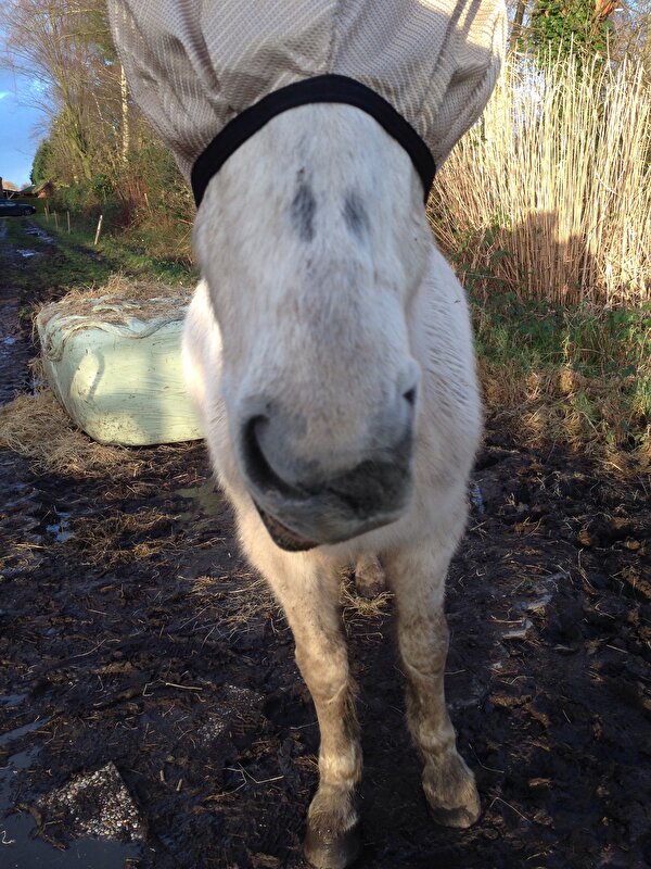 Paard Met Scheef Gezicht Hoe Je Omgaat Met Allergieën Bij Paarden In