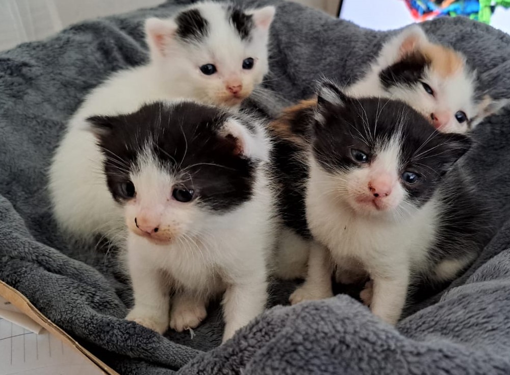 Kitten te koop | Bokt.nl