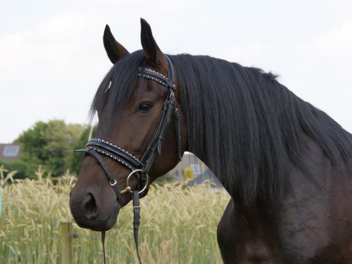 Brave Arabo Fries cool karakter | Bokt.nl