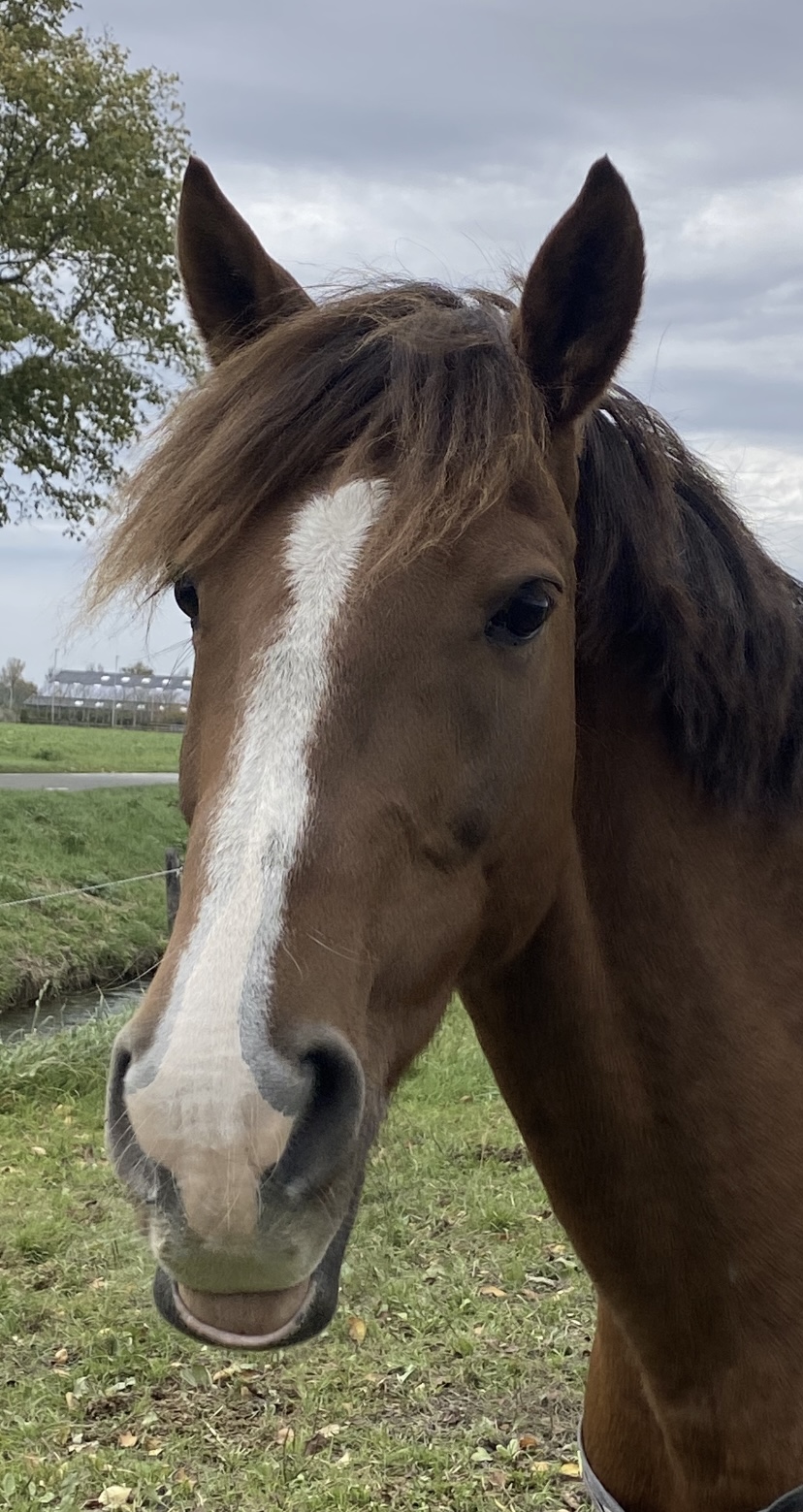 Stoere mooie D-pony te koop. | Bokt.nl