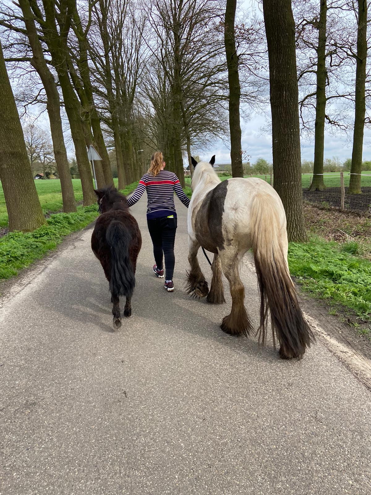 Mega lieve tinker merrie | Bokt.nl