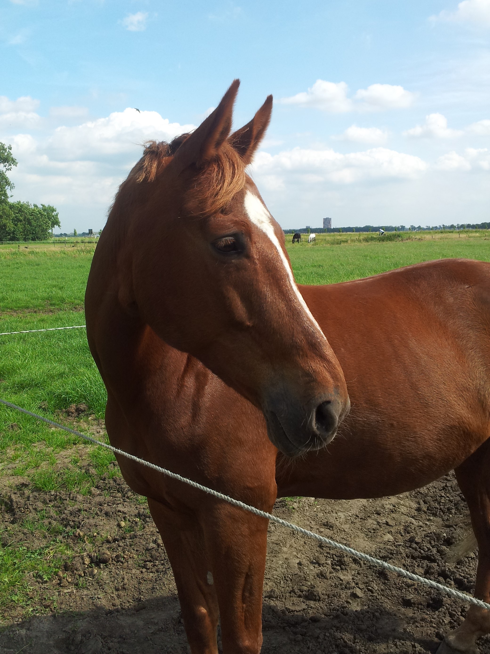 Lieve vos merrie | Bokt.nl