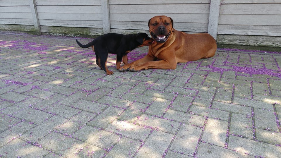 Prachtige Rottweiler bordeaux dog kruising ter dekking | Bokt.nl