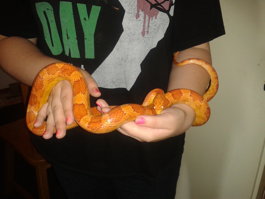 Volwas Rattenslang | Bokt.nl