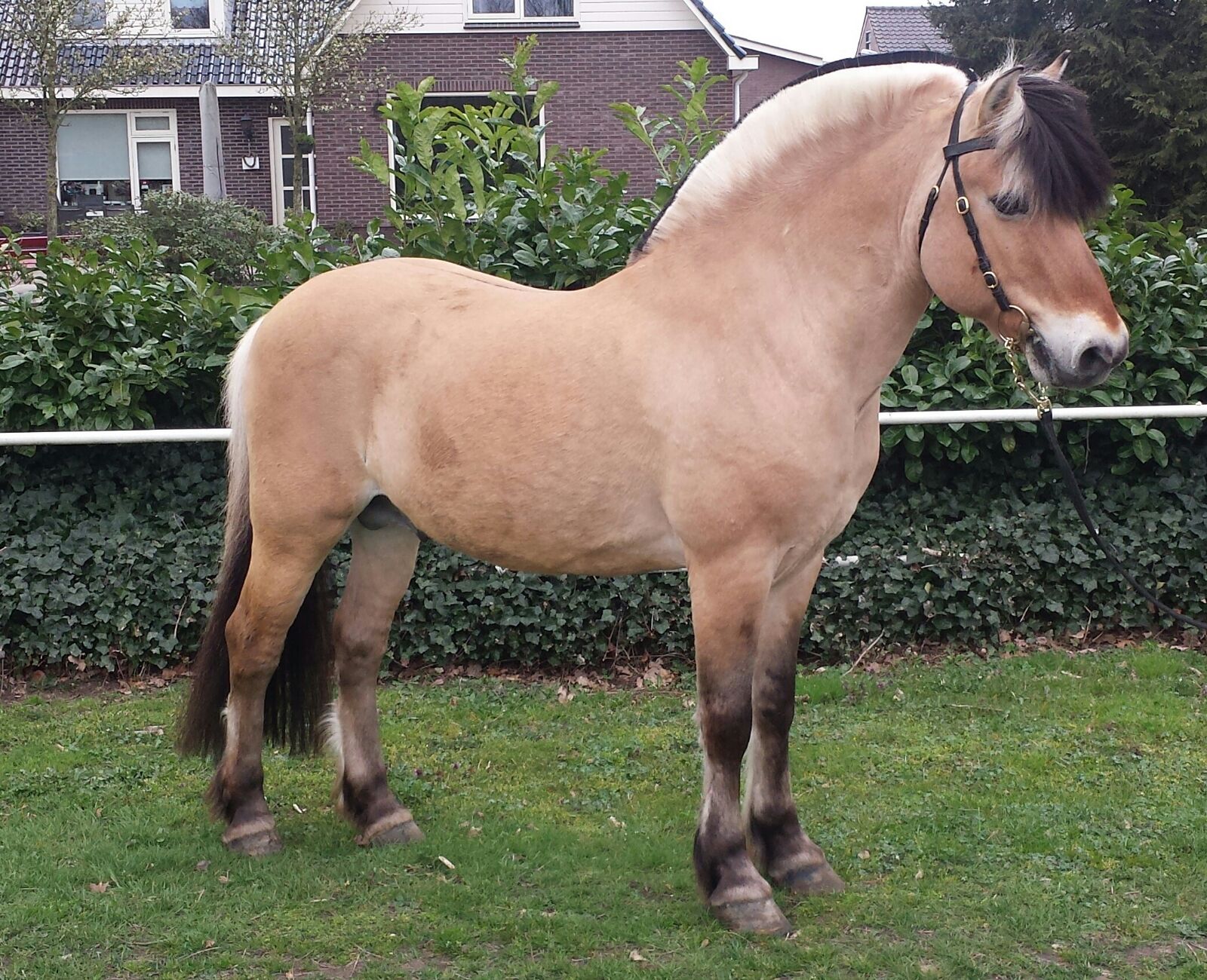 Ter Dekking Fjordenhengst KVENTIN | Bokt.nl