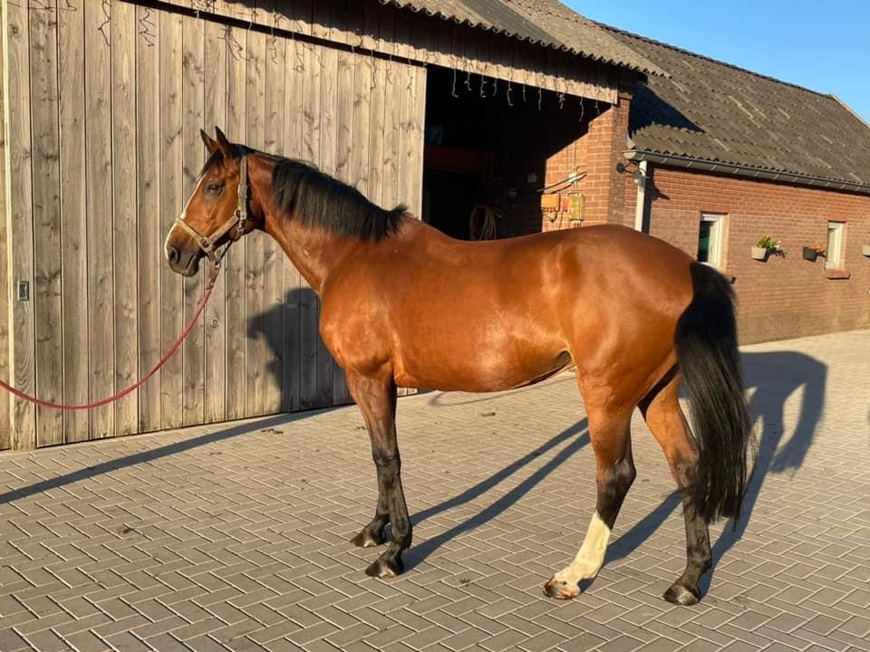 Knappe 18 jarige merrie (recreatief) | Bokt.nl