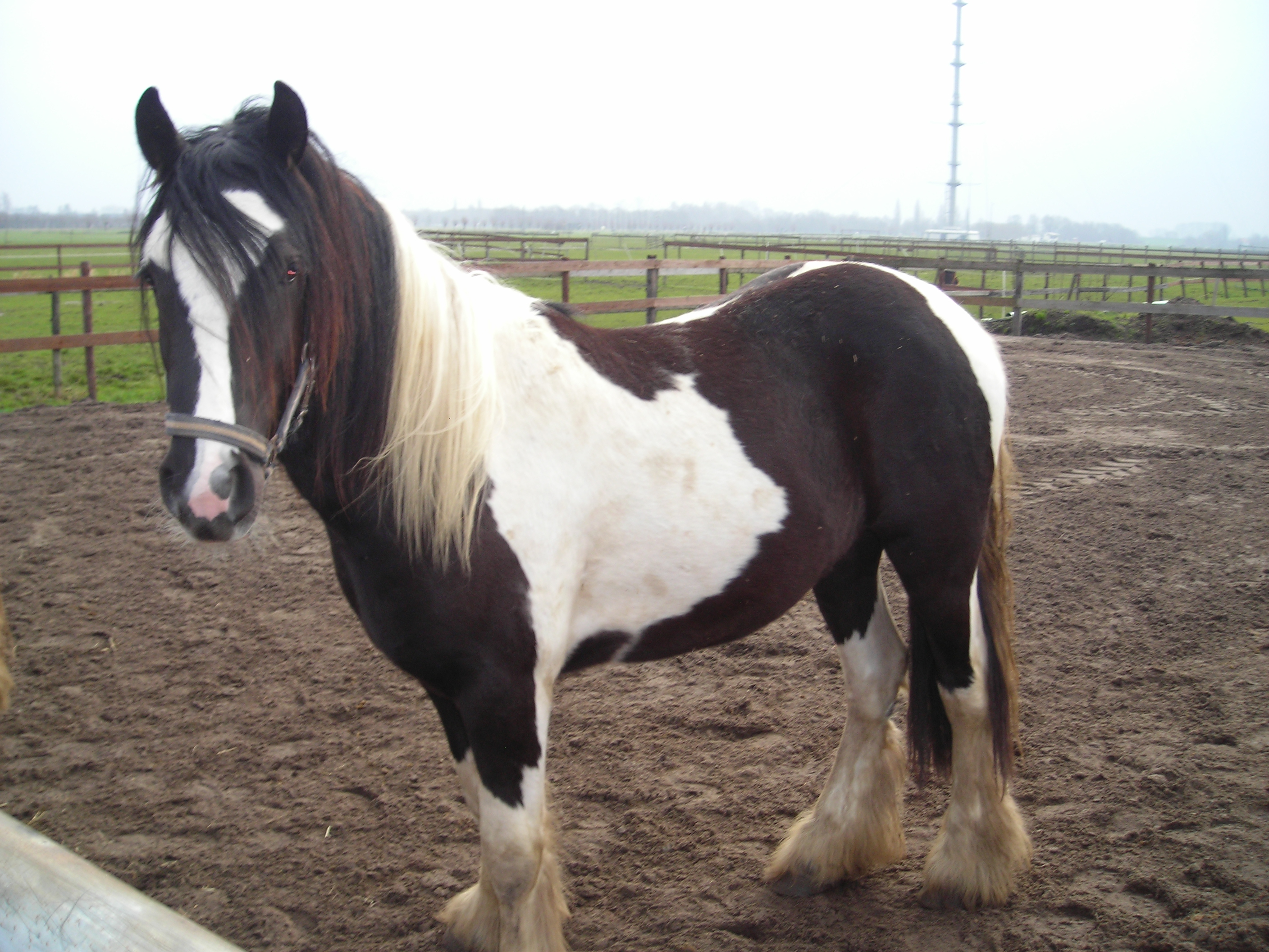 2 mooie tinker hengsten | Bokt.nl