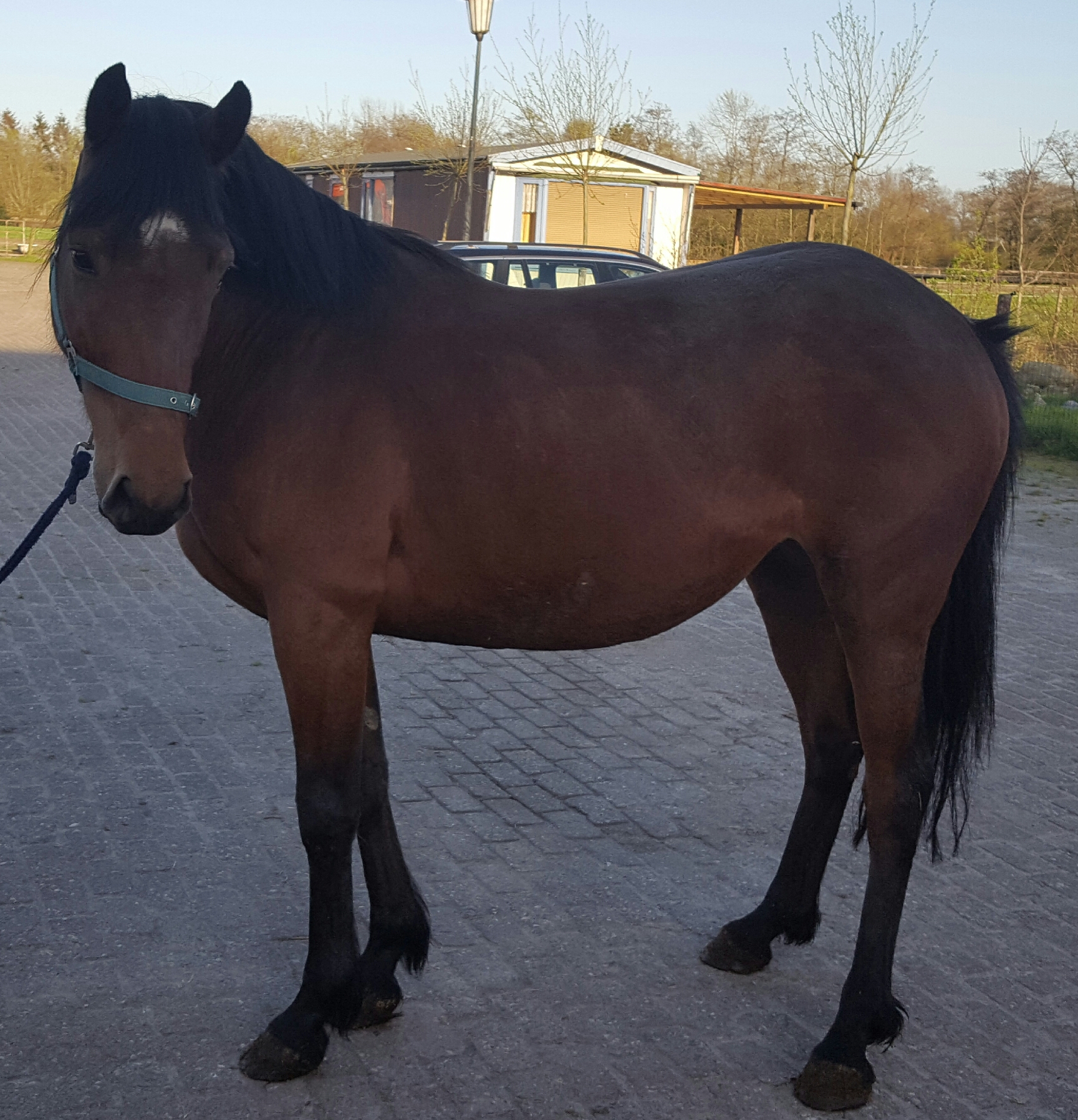 Drachtige D-pony | Bokt.nl