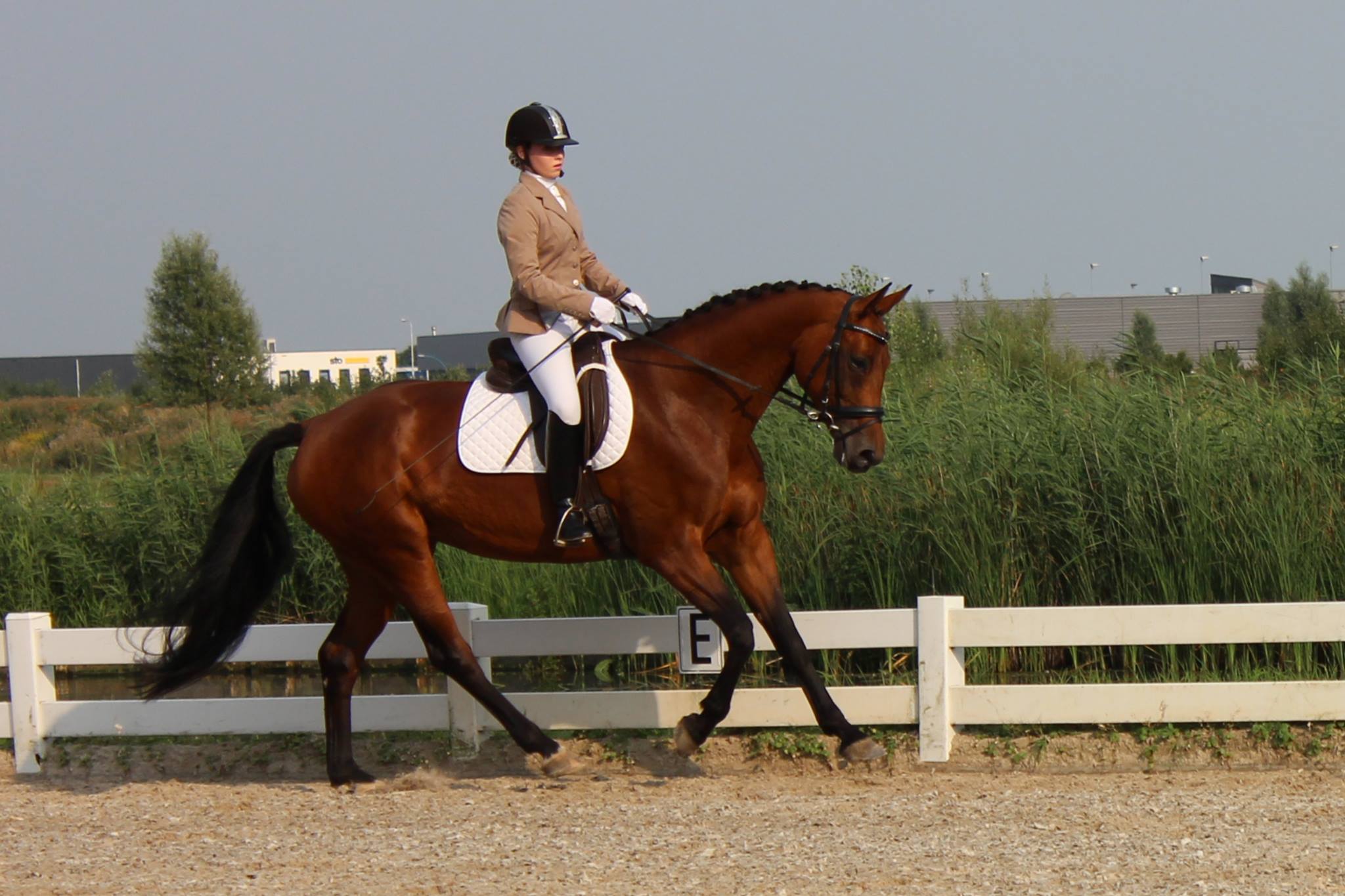 Te lease aangeboden, Mooi lief dressuur paard | Bokt.nl