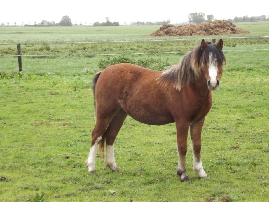 Lieve 1,5 jarige Welsh A merrie | Bokt.nl