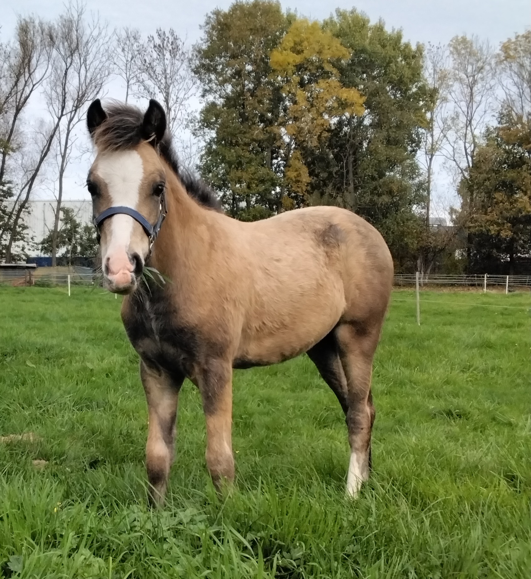 Prachtig Welsh sectie A Valk hengstveulen | Bokt.nl