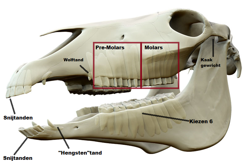 Paarden gebitsverzorging | Bokt.nl