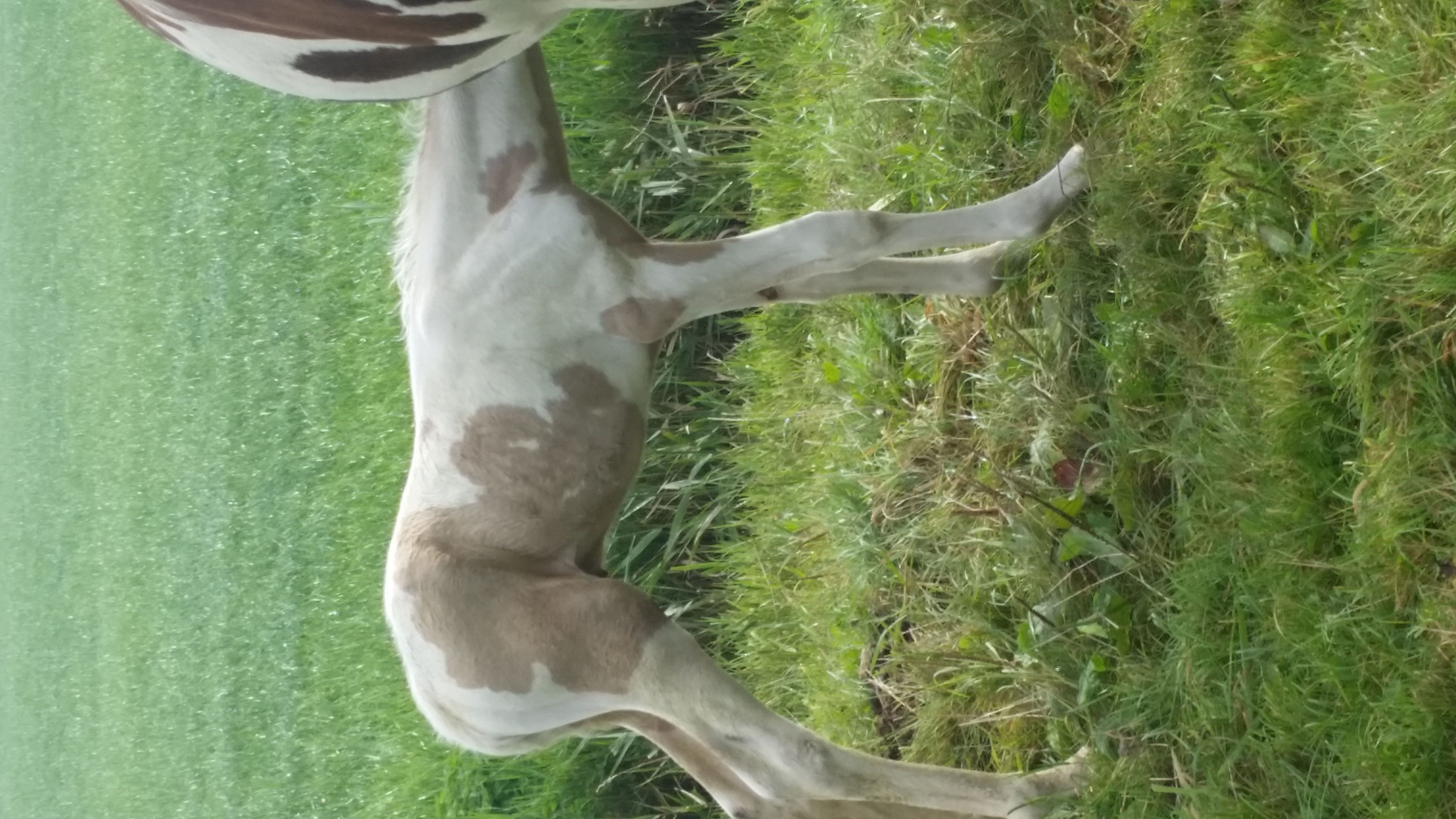 Mooi palomino bont merrie veulen | Bokt.nl
