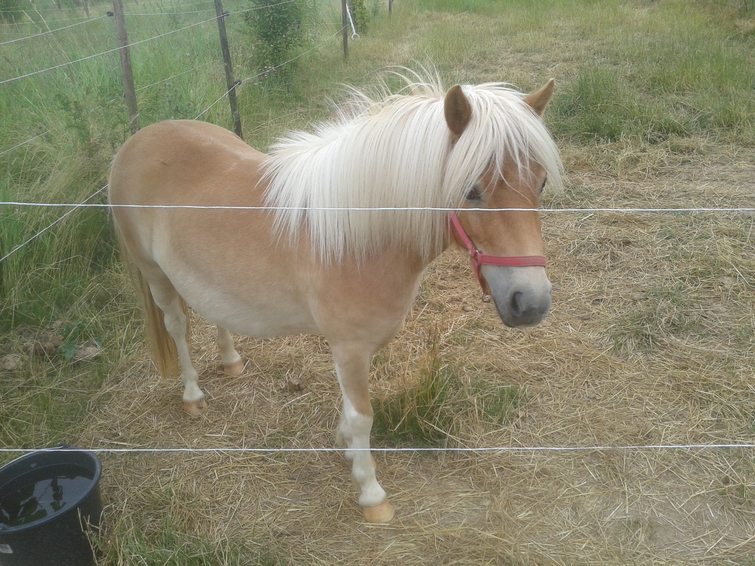 Te koop lieve kinderpony | Bokt.nl