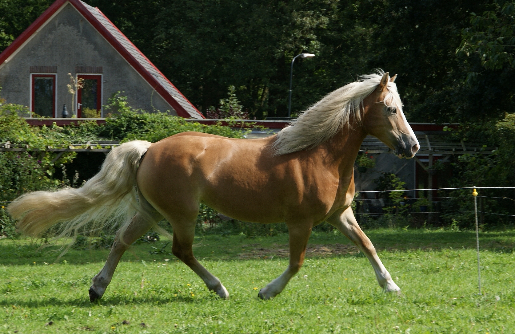 Lieve haflinger merrie veulen | Bokt.nl