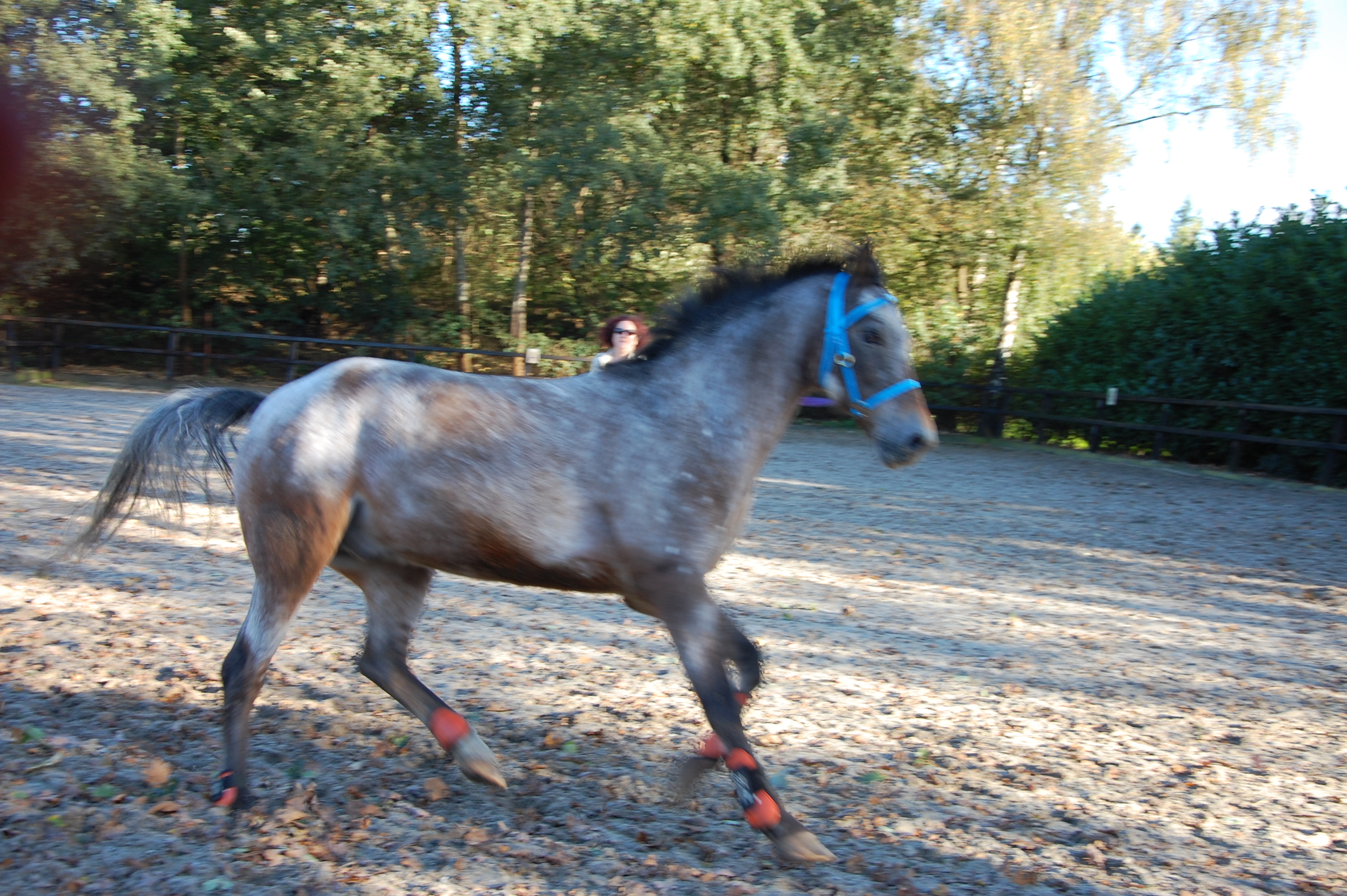 Opvallende D pony, echte allrounder | Bokt.nl