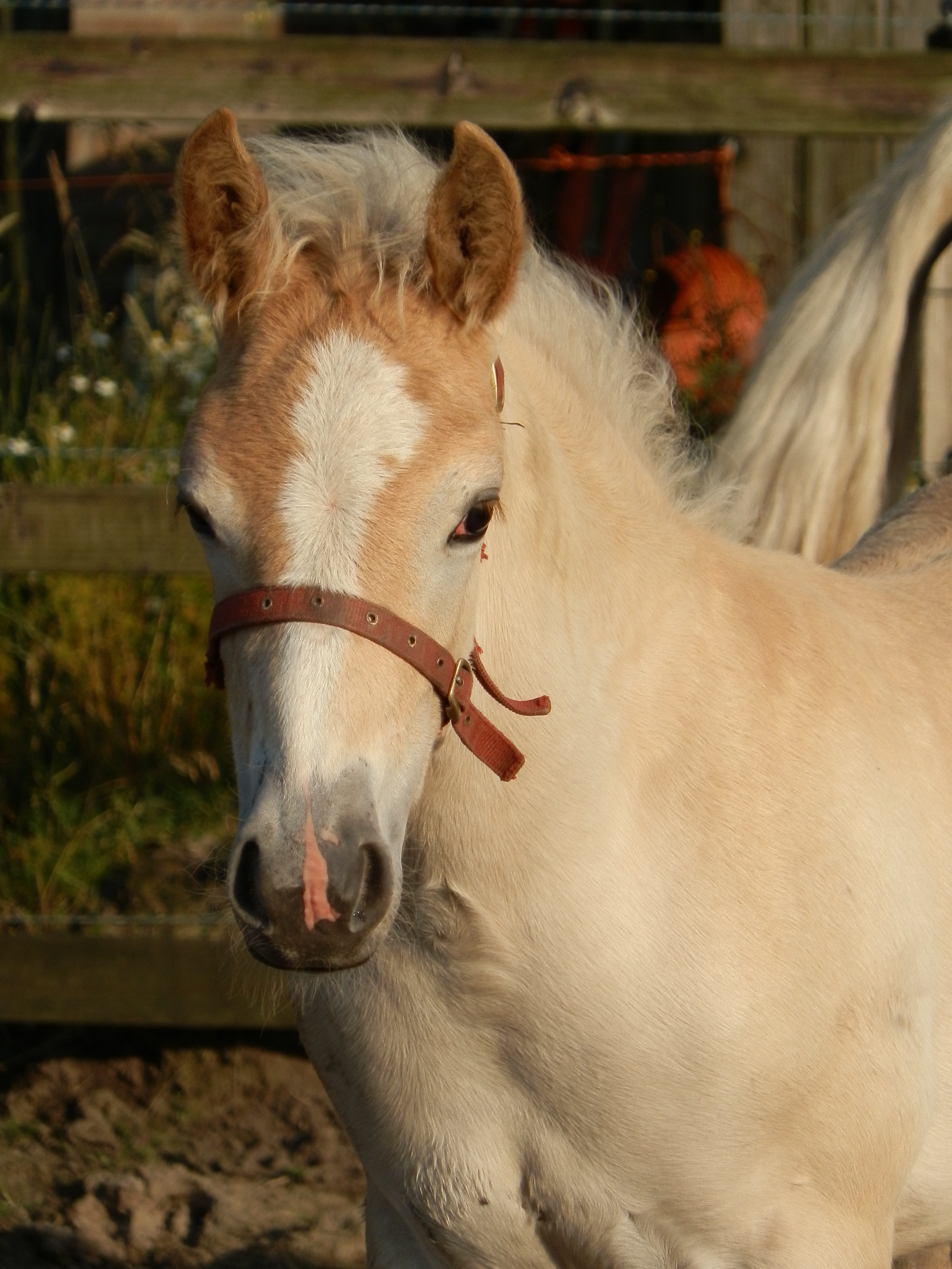 Luxe groot haflinger hengst veulen te koop | Bokt.nl