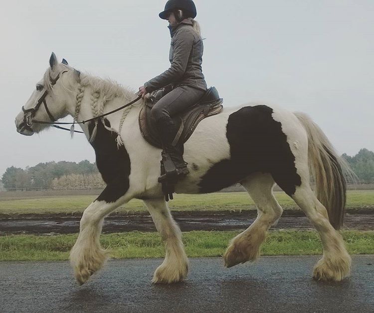 Prachtige Tinker merrie | Bokt.nl