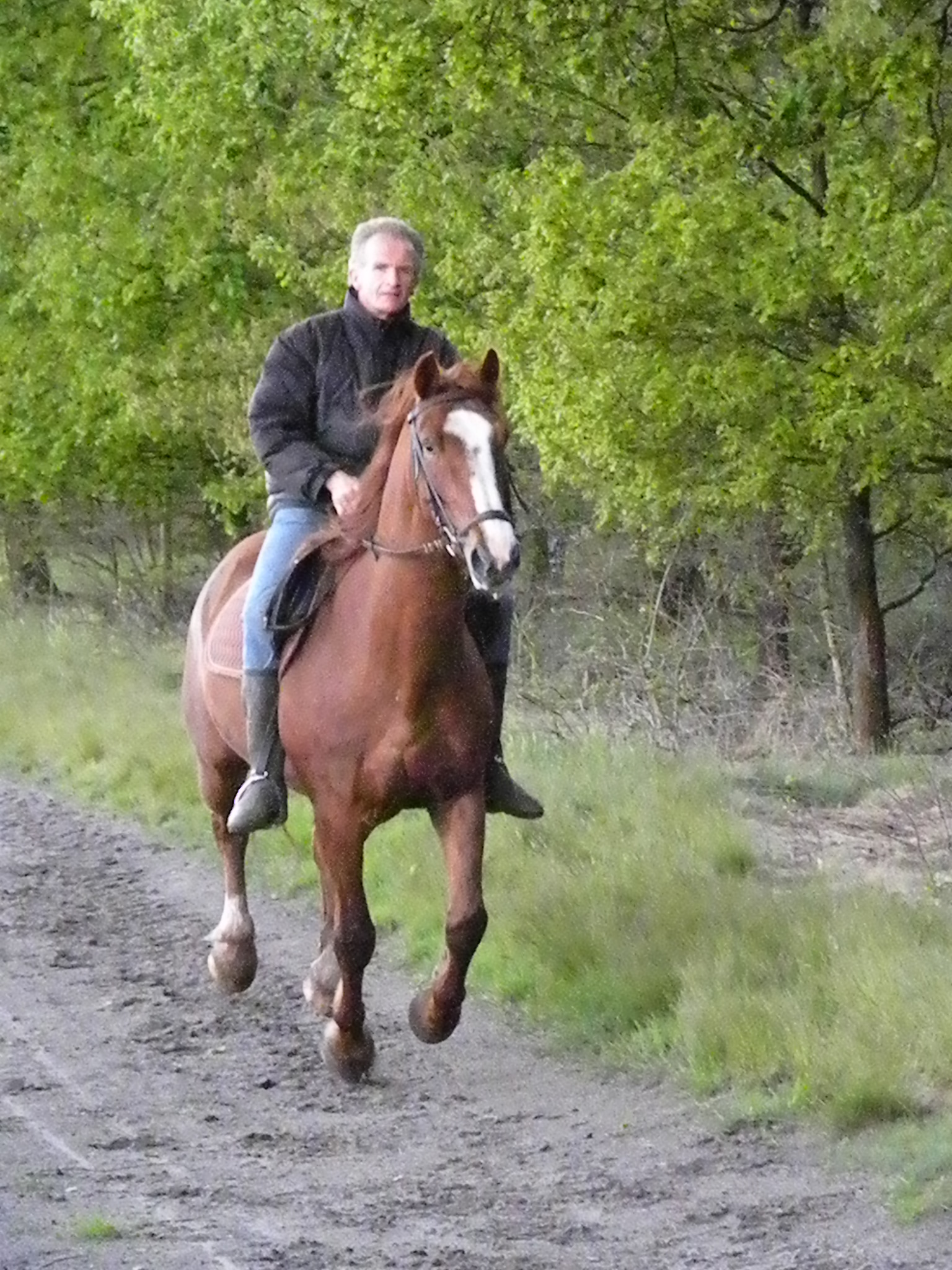 Betrouwbaar groninger paard | Bokt.nl