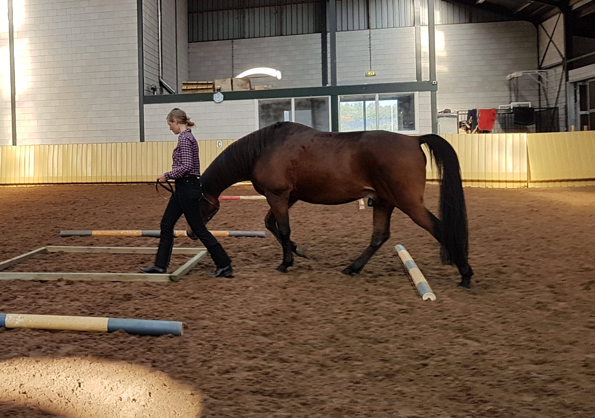 Instapbrevet Westernrijden 9: In Hand Trail | Bokt.nl