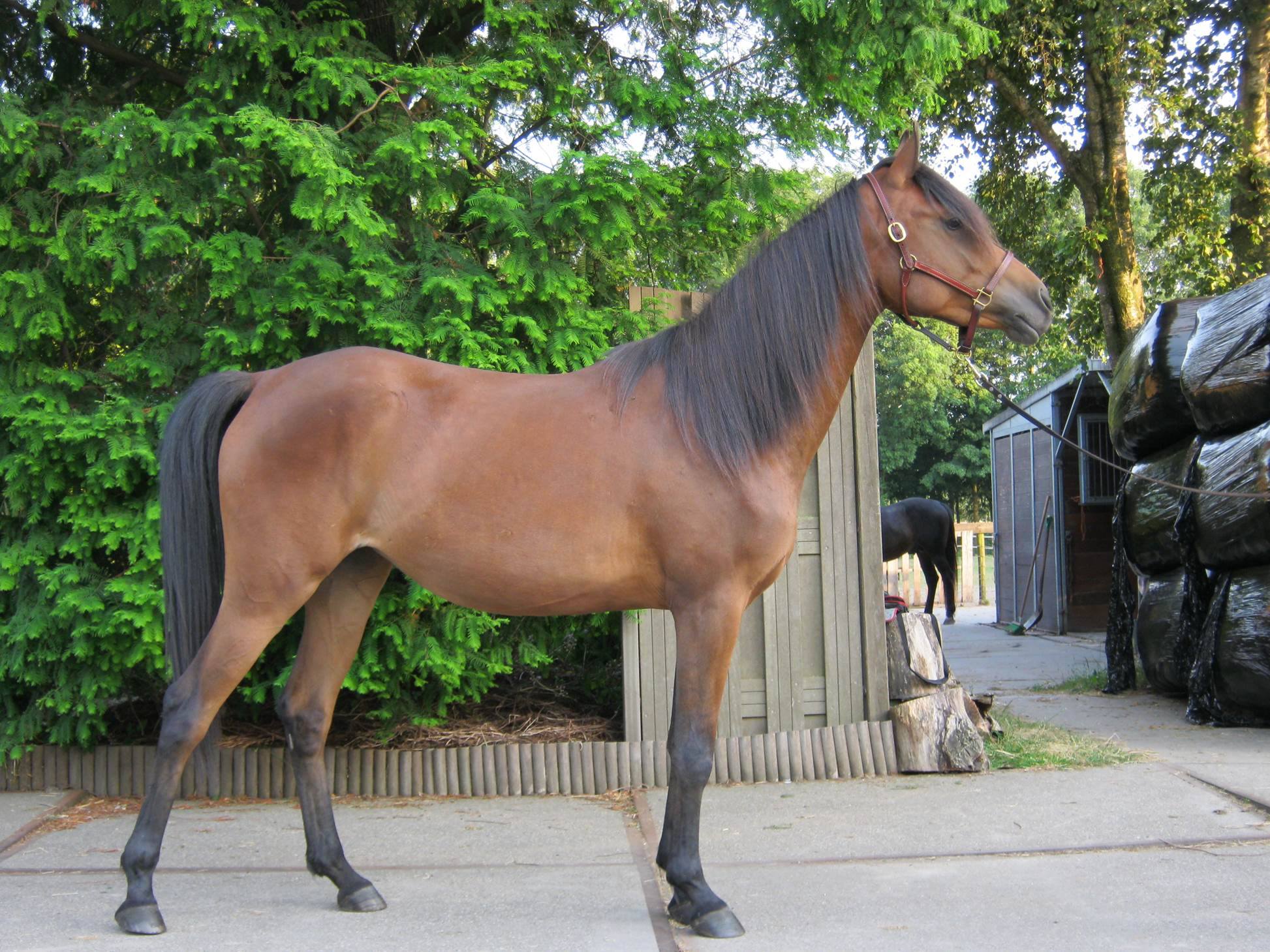 Morab merrie (Morgan horse x Arabier) | Bokt.nl