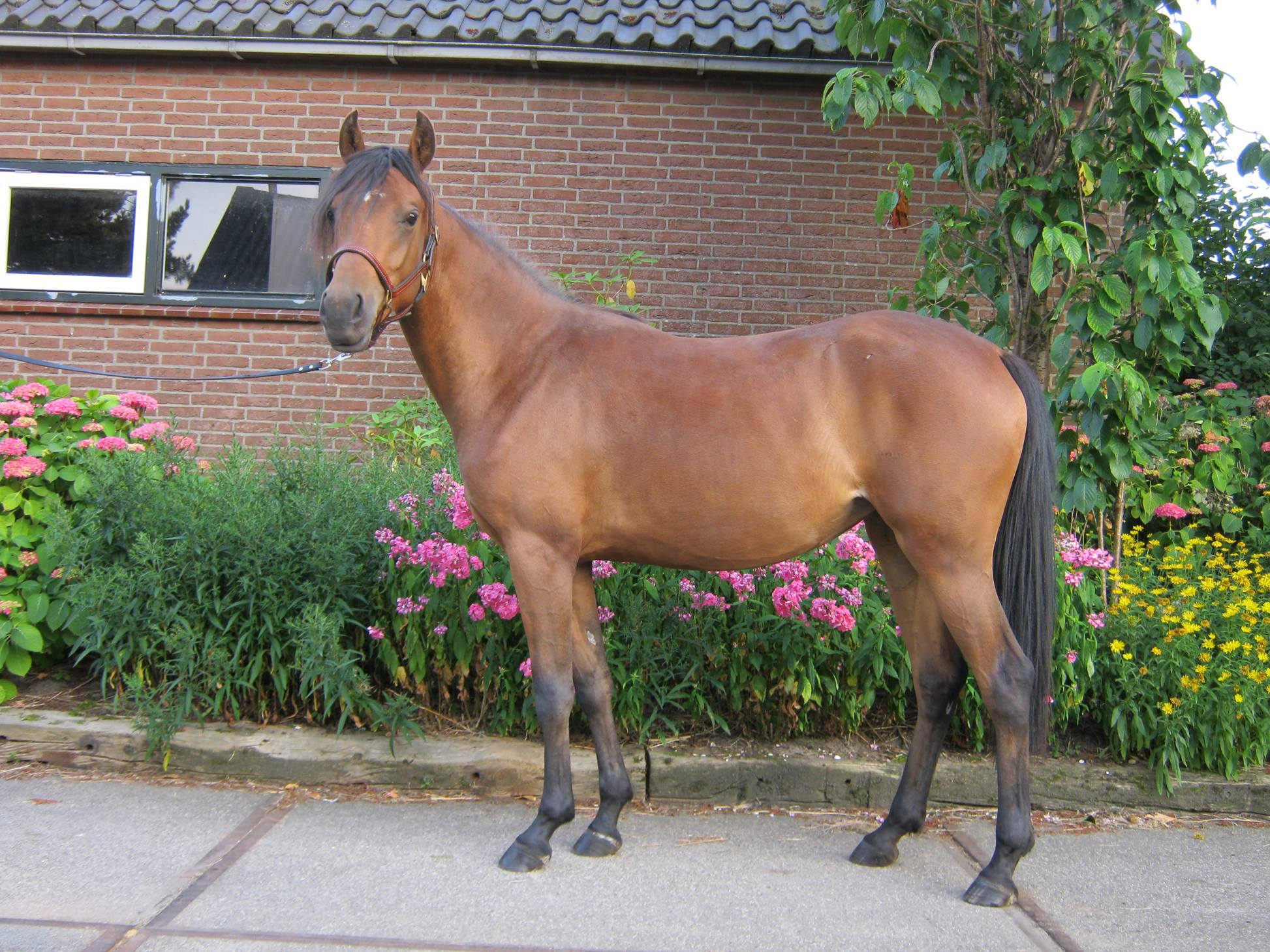Morab merrie (Morgan horse x Arabier) | Bokt.nl