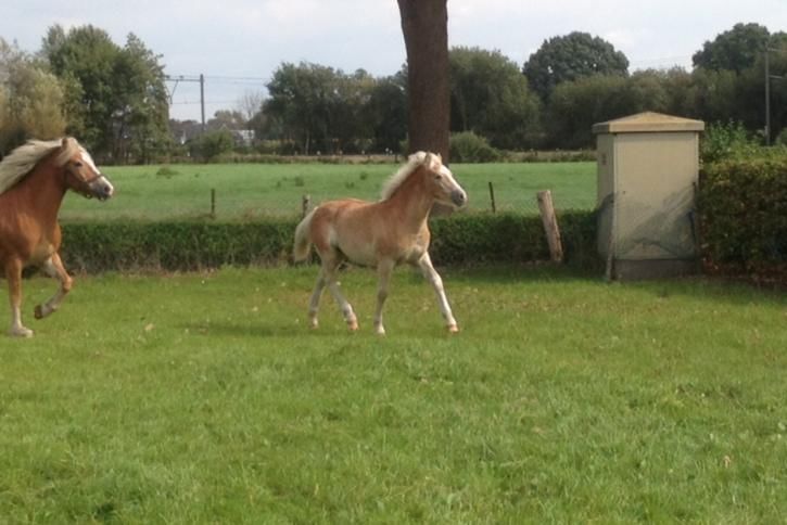 haflinger veulen voor de sport! | Bokt.nl