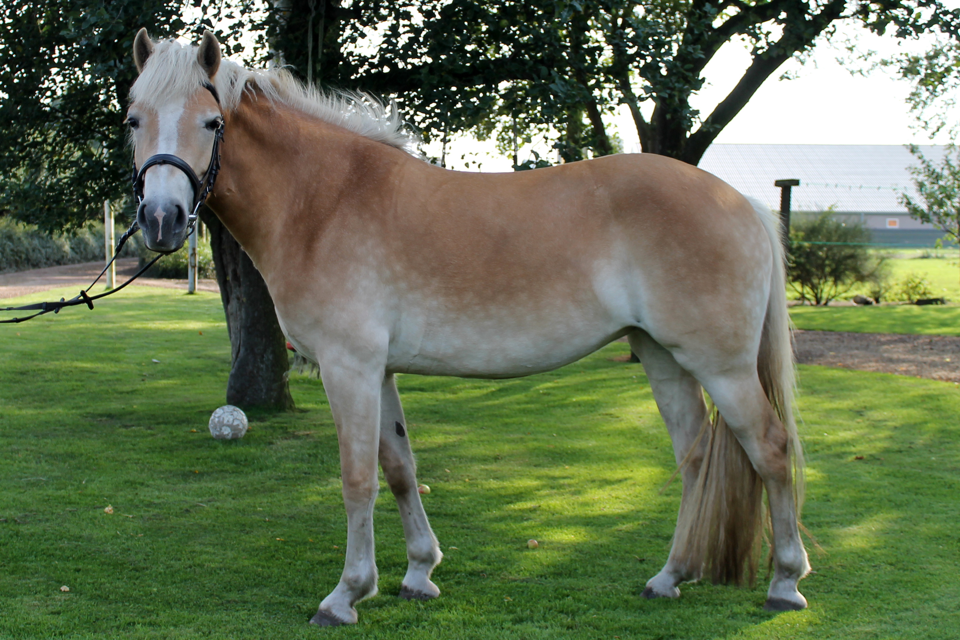 goed haflinger merrie veulen en 4 jarige merrie | Bokt.nl
