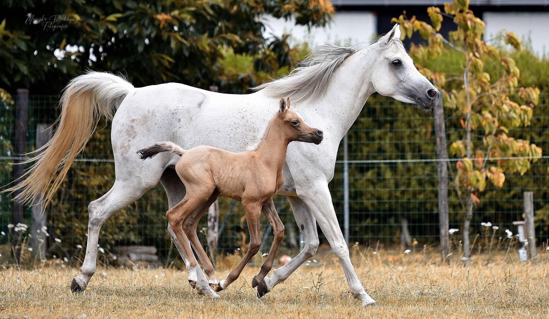 Jaxxon part bred Arabier 4 jaar onbeleerd | Bokt.nl