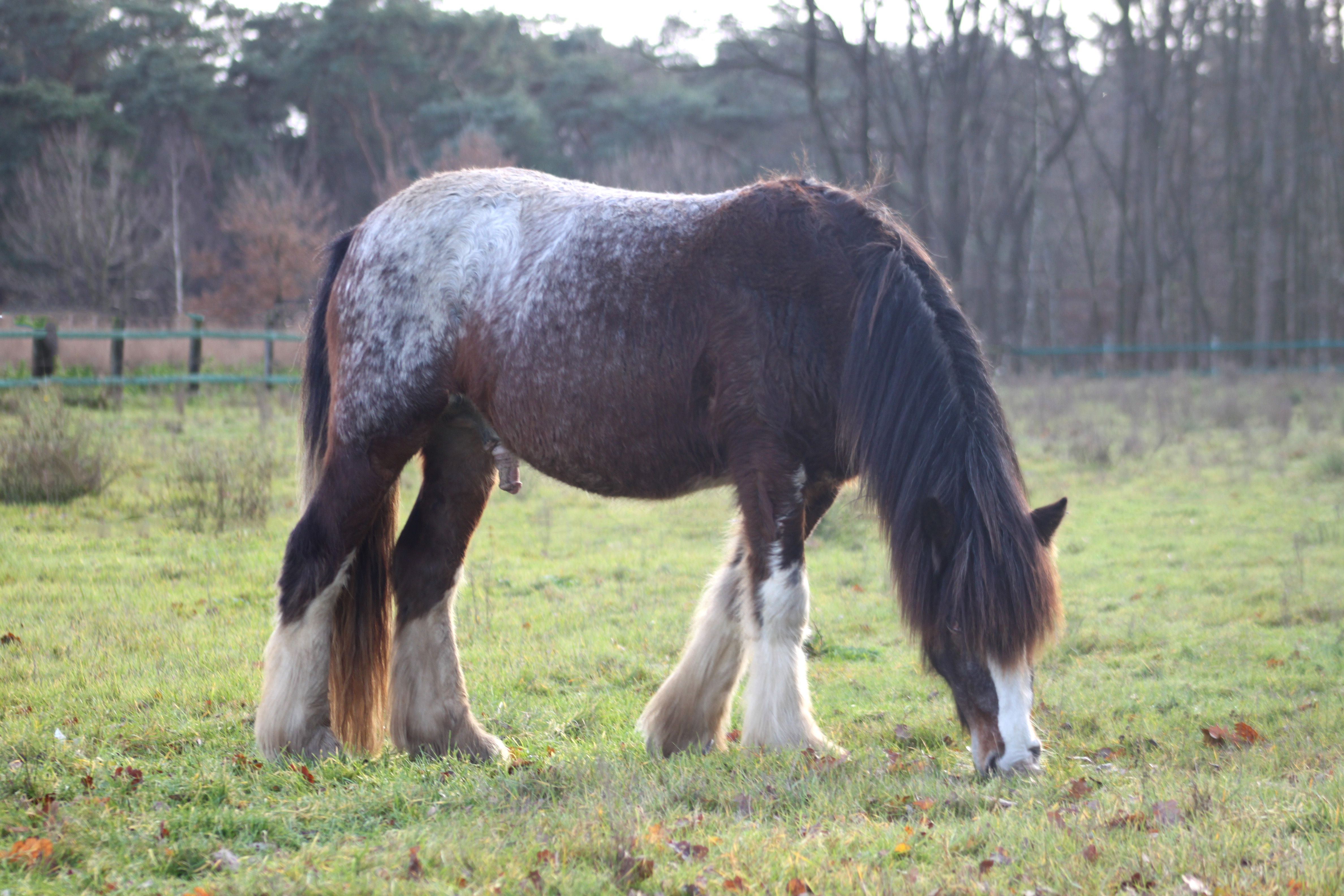 Brave appaloosa Tinker ter dekking aangeboden | Bokt.nl