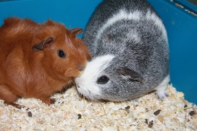 Cavia, Beer 8 maanden oud, zilveragouti. | Bokt.nl