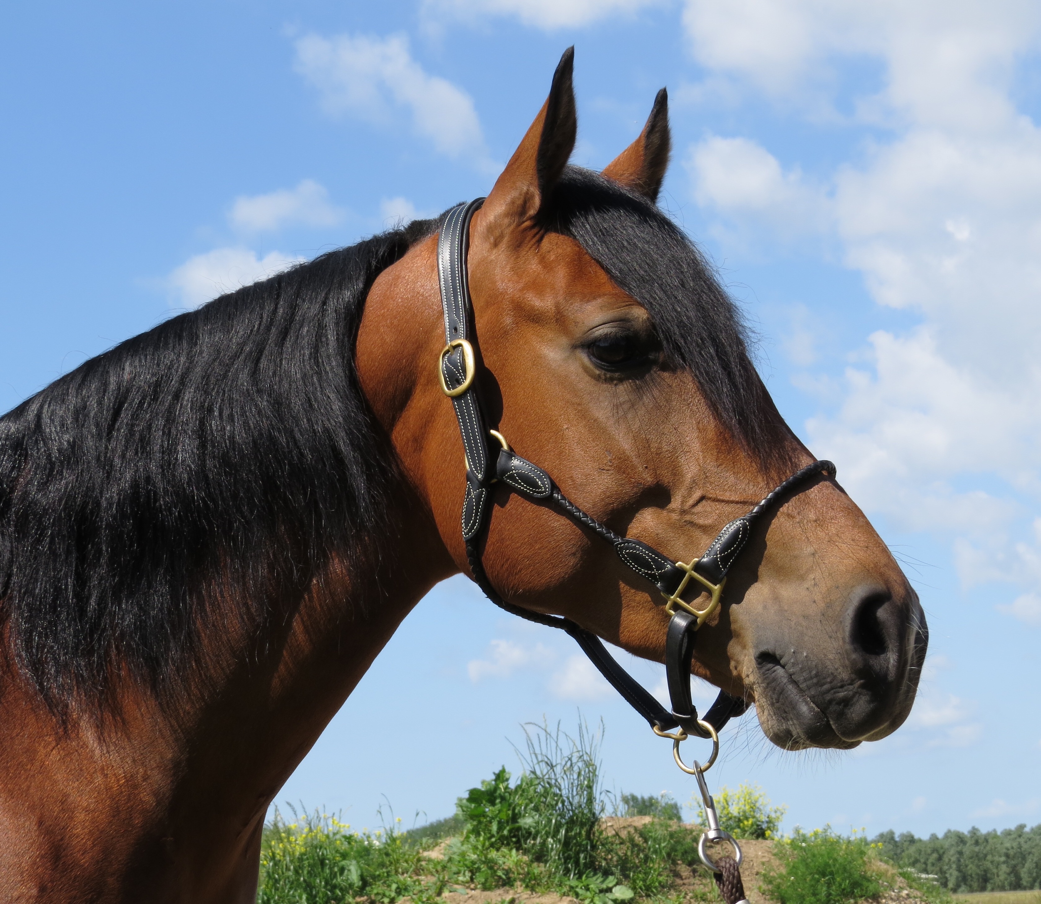 Allround Haflo-Arabier E merrie | Bokt.nl