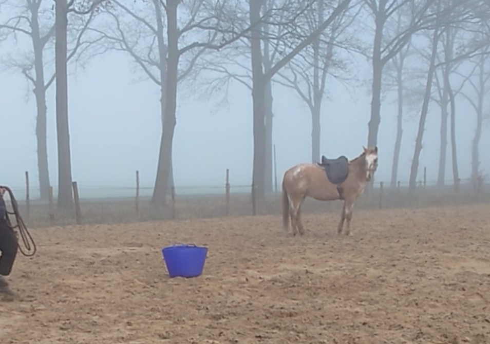 Lieve kruising Appaloosa x Fjord x Fuchs, 4j ruin | Bokt.nl