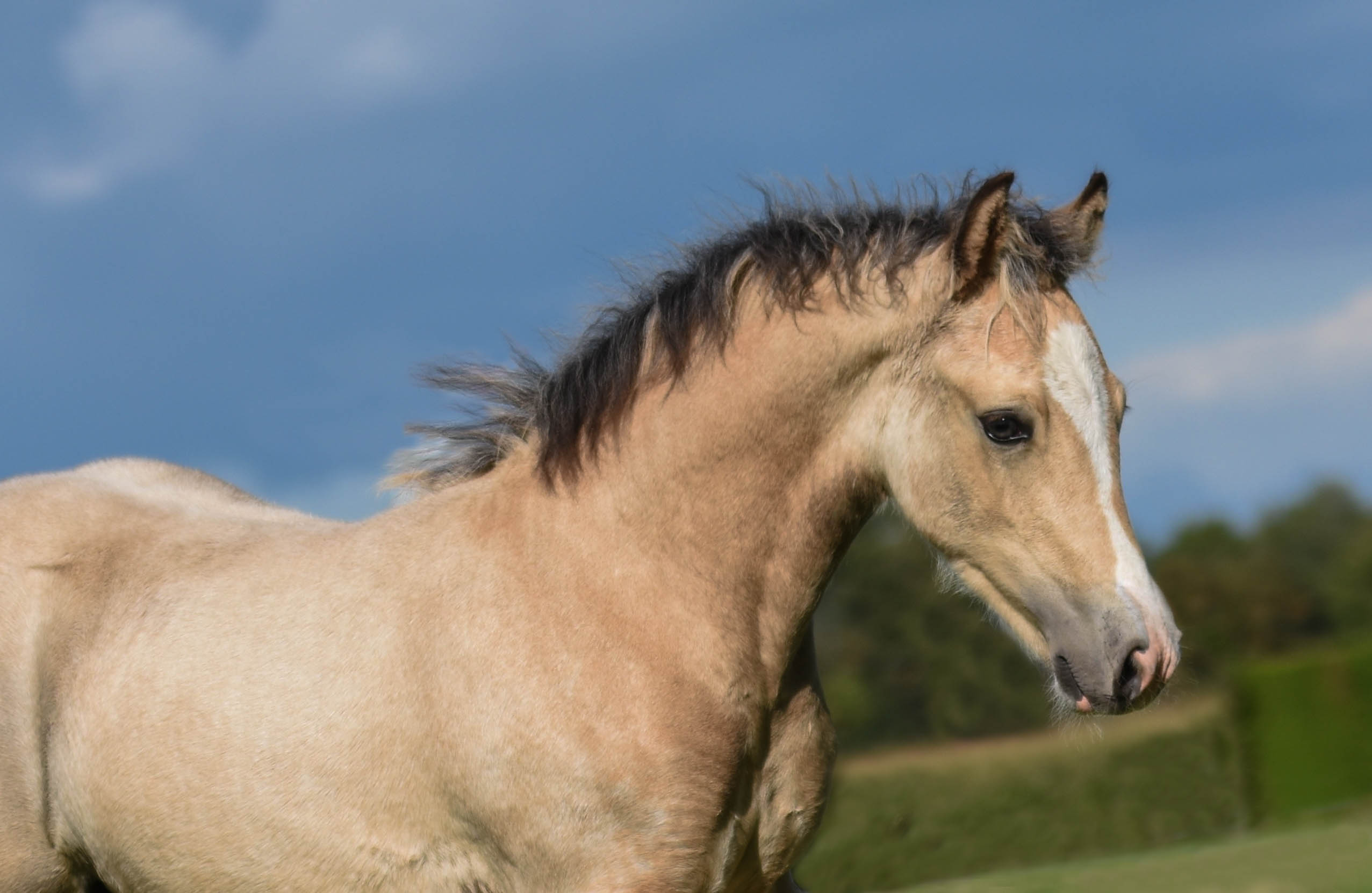 WELSH COB falbe hengstfohlen aus Roayl Welsh Winner | Bokt.nl