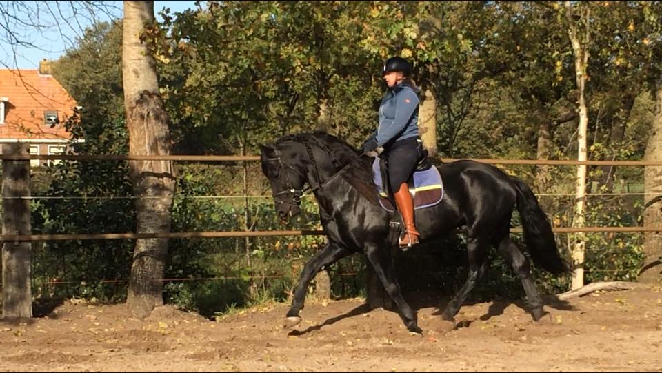 fijn te rijden arabo fries te koop | Bokt.nl